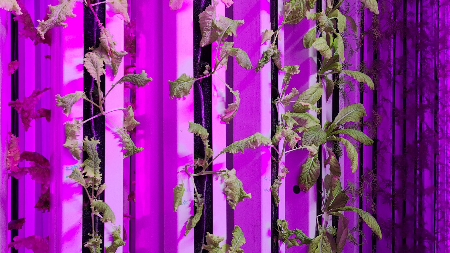 Automated Crop Monitoring For Protected Cropping Systems Future Food